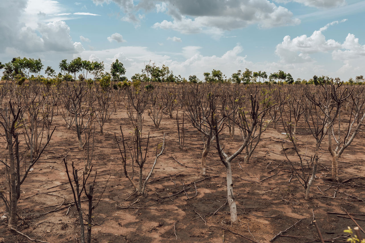 Moringa plantation and reforestation activities in Mahasoa, in the ...